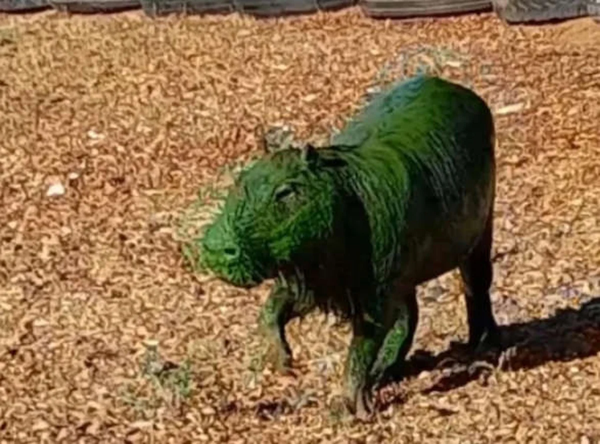 Capivaras com pelos verdes intrigam moradores na Argentina; Veja fotos ...